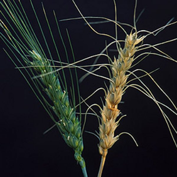 Ochratoxin Testing - EnviroLogix