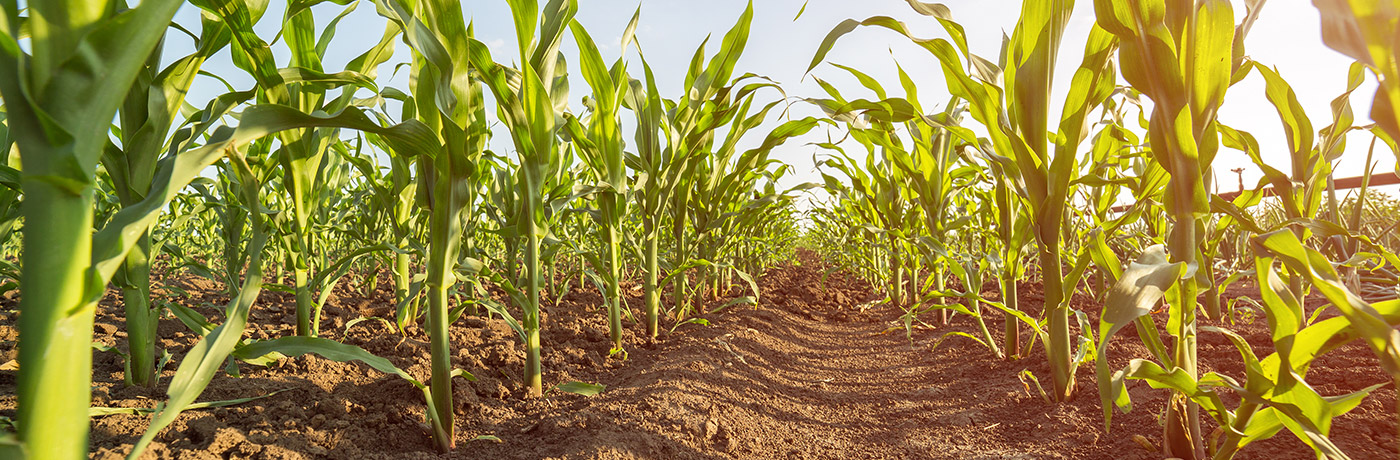 GMO Testing - either DNA- or Protein-Based - Envirologix