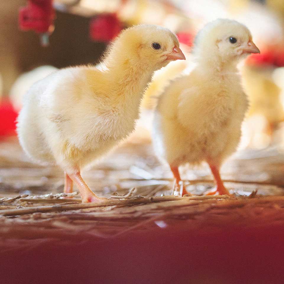 Production Animal Spotlight: Growth in Organic Led by Poultry ...