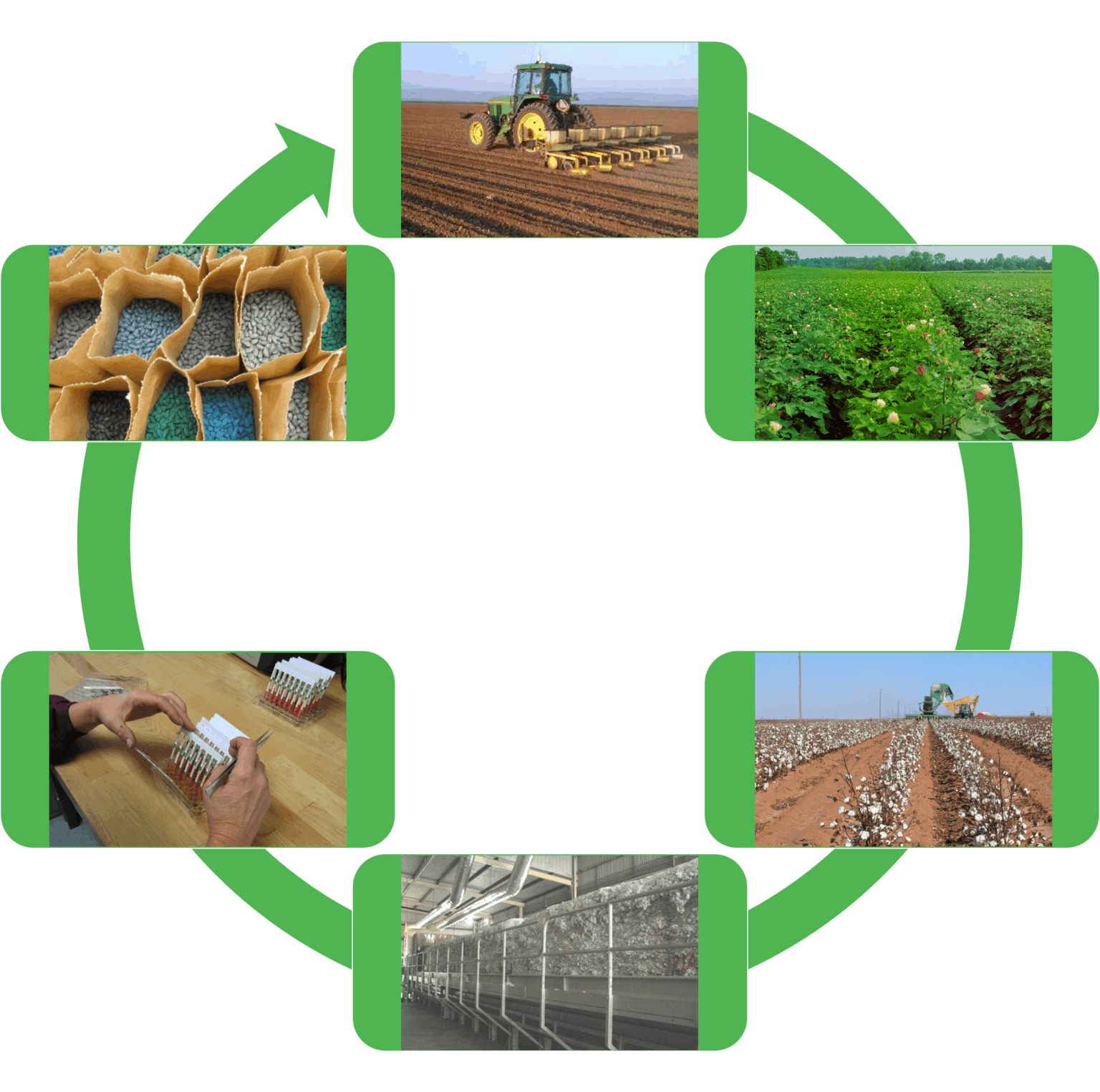 The Cotton Seed Loop, Part I - EnviroLogix